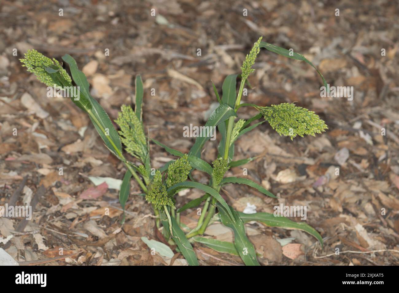 bristlegrasses, bluestems, paspalums, and allies (Panicoideae) Plantae ...