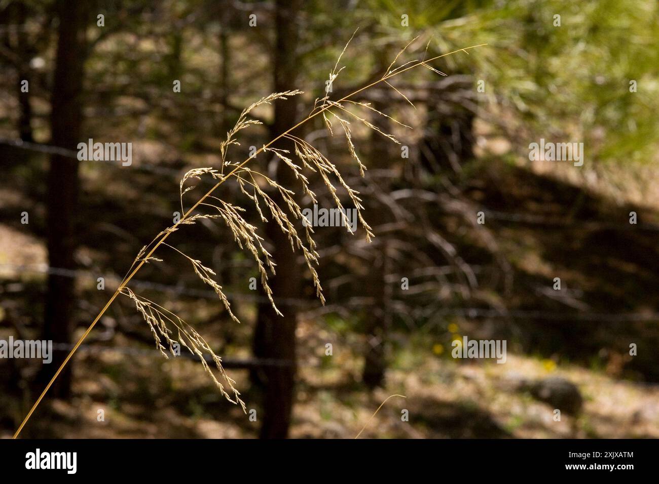 African love grass (Eragrostis curvula) Plantae Stock Photo - Alamy