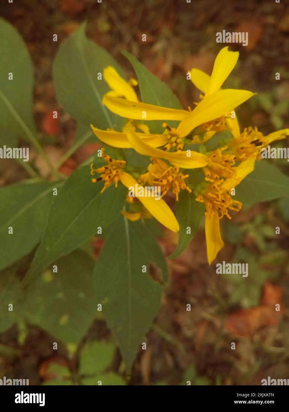 Yellow Crownbeard (Verbesina occidentalis) Plantae Stock Photo - Alamy