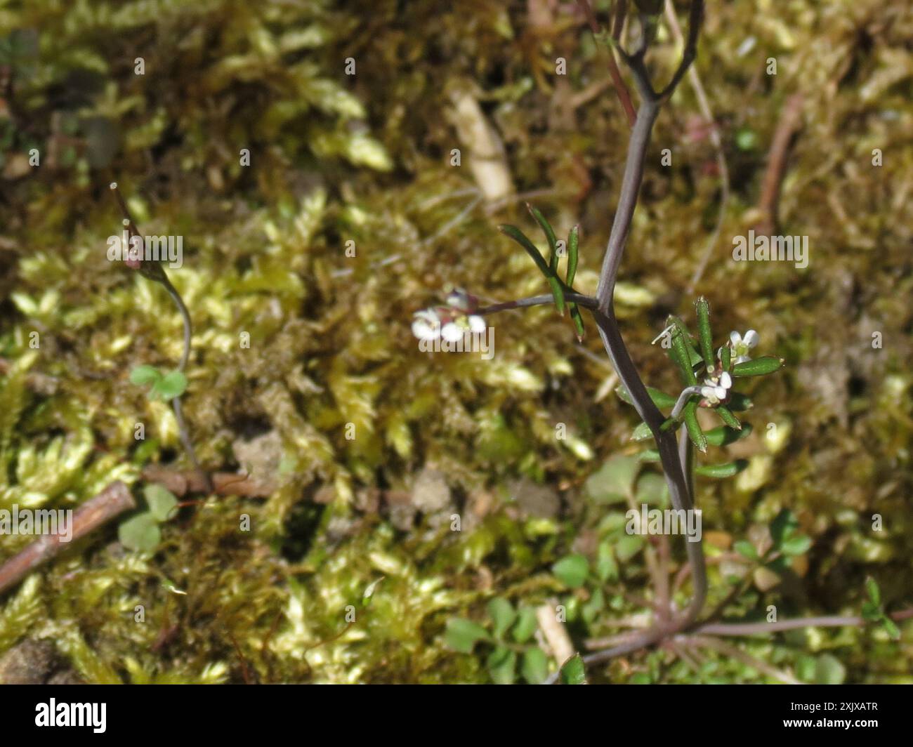 Sand Bittercress (Cardamine parviflora) Plantae Stock Photo - Alamy
