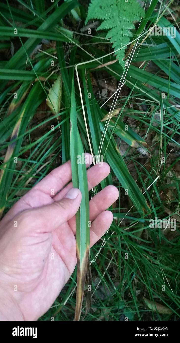 fly poison (Amianthium muscitoxicum) Plantae Stock Photo - Alamy