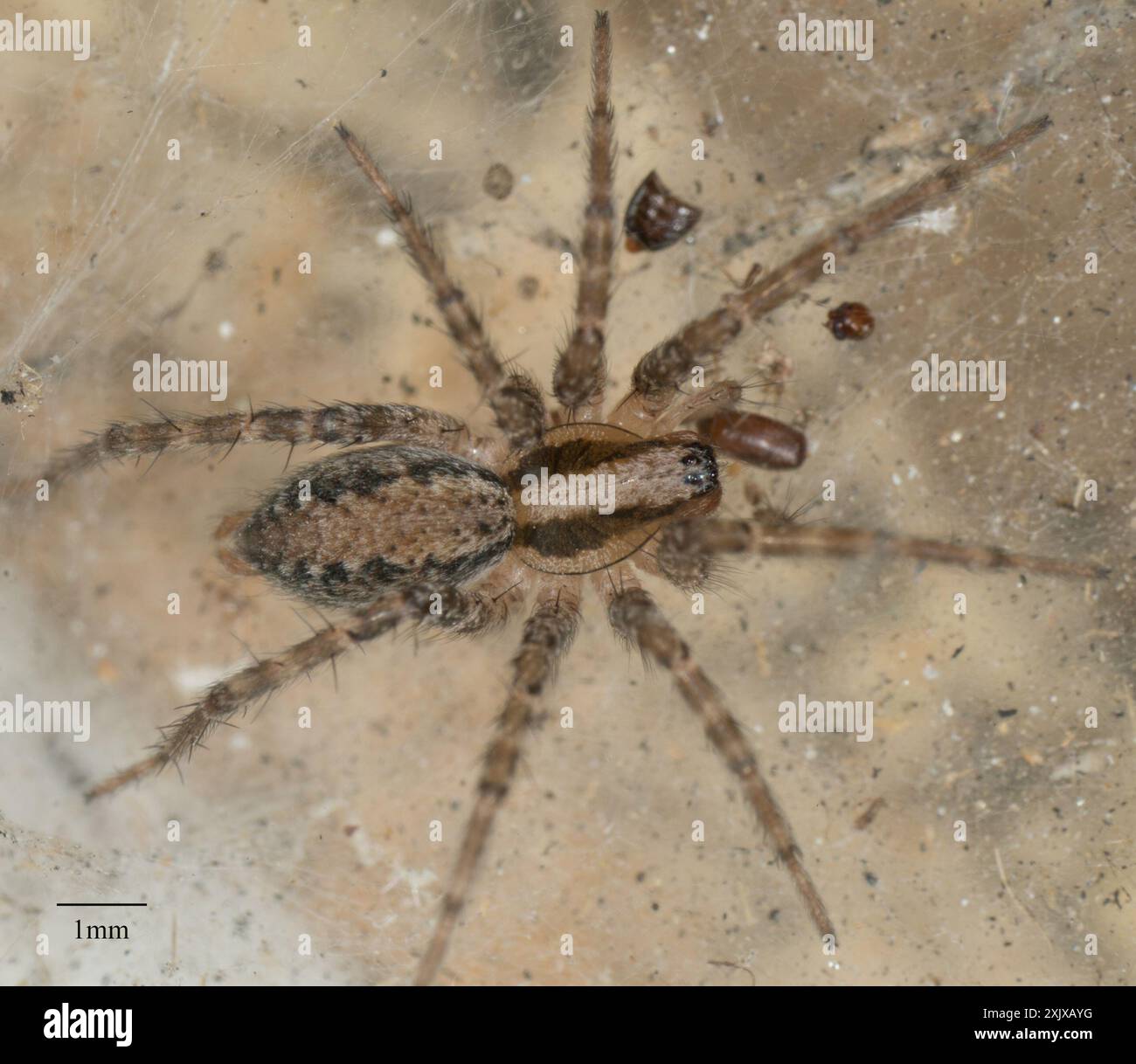 Funnel Weavers (Agelenidae) Arachnida Stock Photo - Alamy