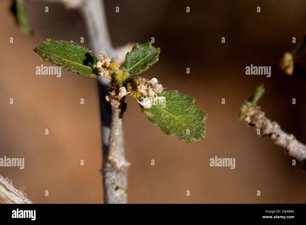desert myrtlecroton (Bernardia obovata) Plantae Stock Photo - Alamy