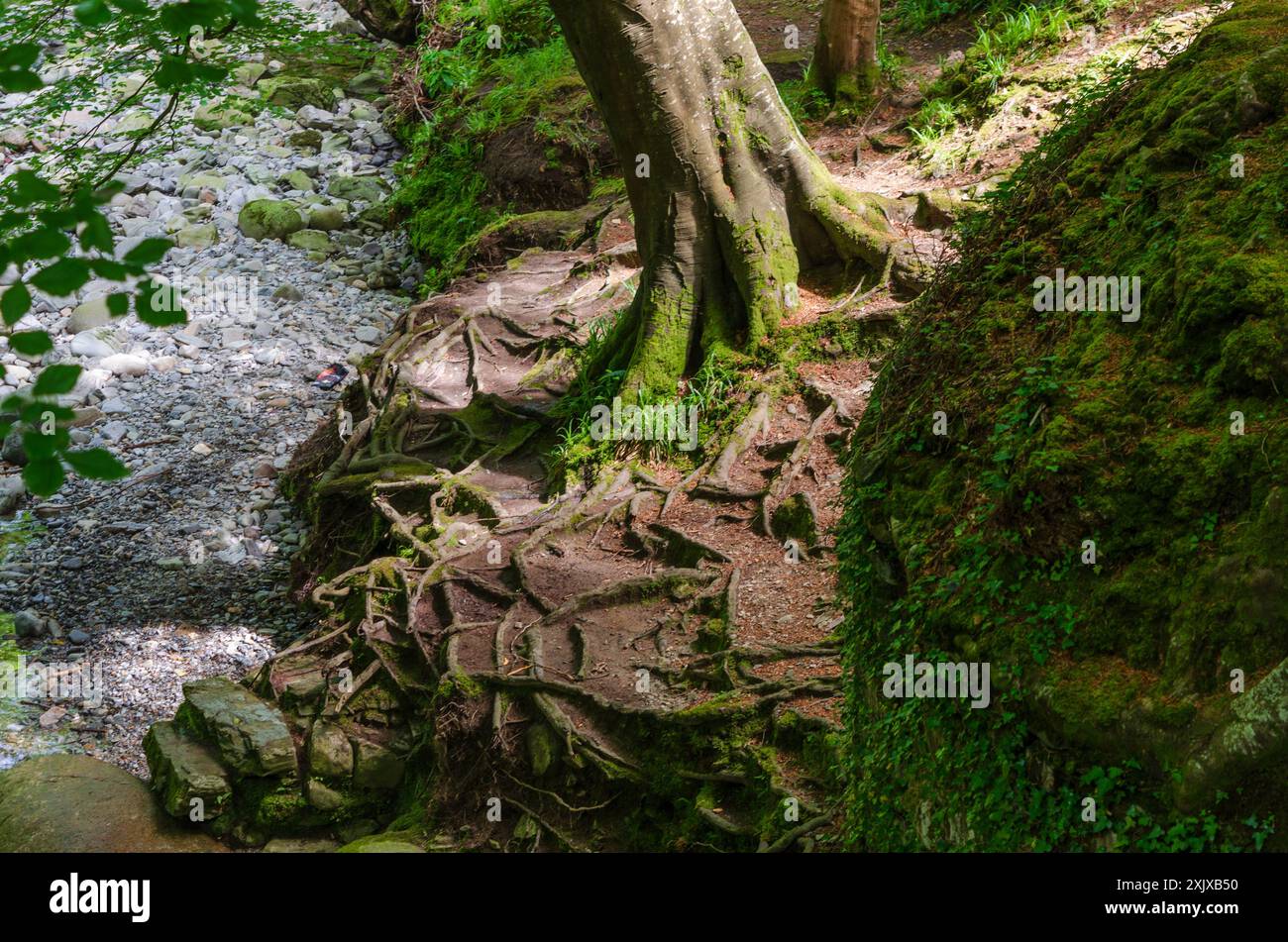 Tree overhanging a river with eroded soil showing the root system in a ...