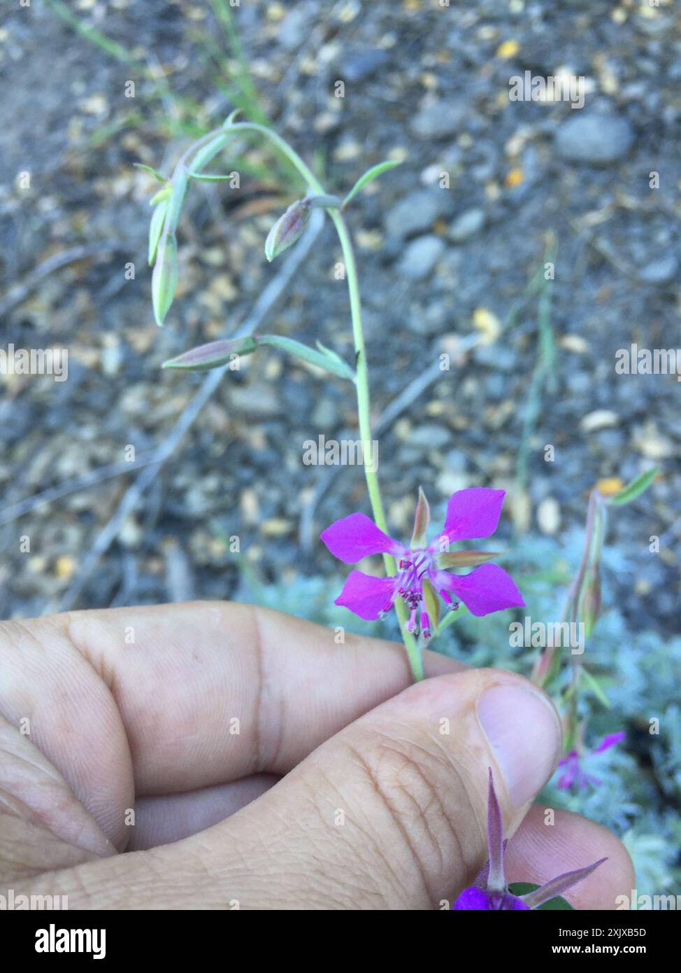 diamond clarkia (Clarkia rhomboidea) Plantae Stock Photo - Alamy