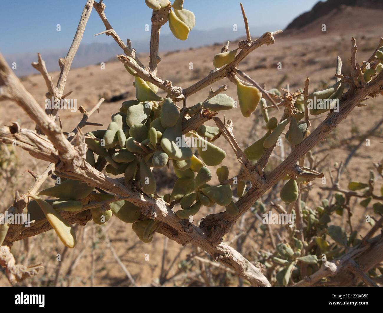 salt tree (Nitraria retusa) Plantae Stock Photo - Alamy