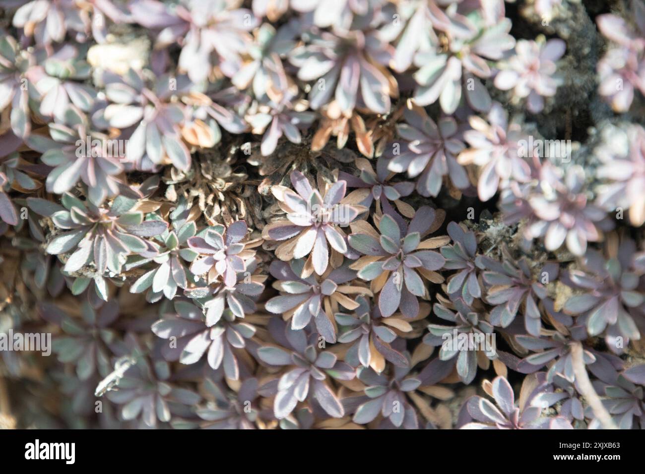 mat rock spiraea (Petrophytum caespitosum) Plantae Stock Photo - Alamy