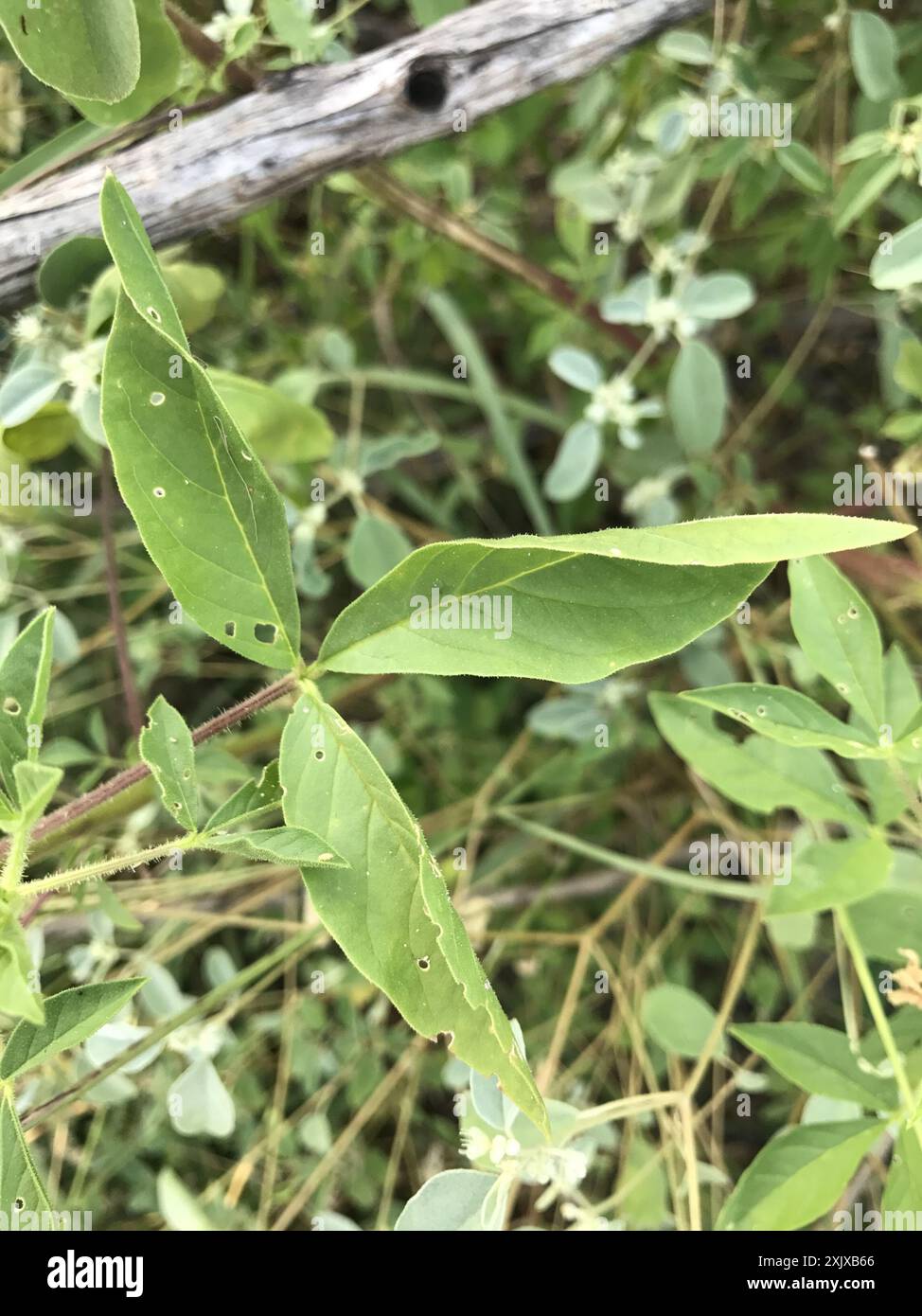 western clammyweed (Polanisia dodecandra trachysperma) Plantae Stock ...
