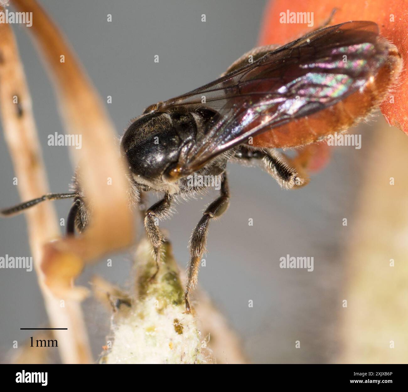 Oval-headed Sweat Bee (Lasioglossum ovaliceps) Insecta Stock Photo - Alamy