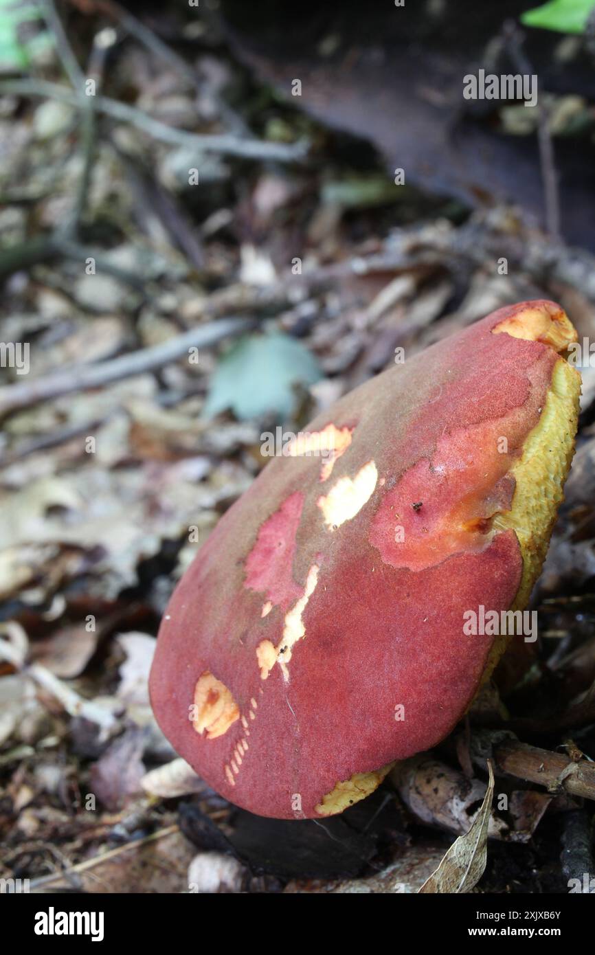 Hortiboletus hi-res stock photography and images - Alamy