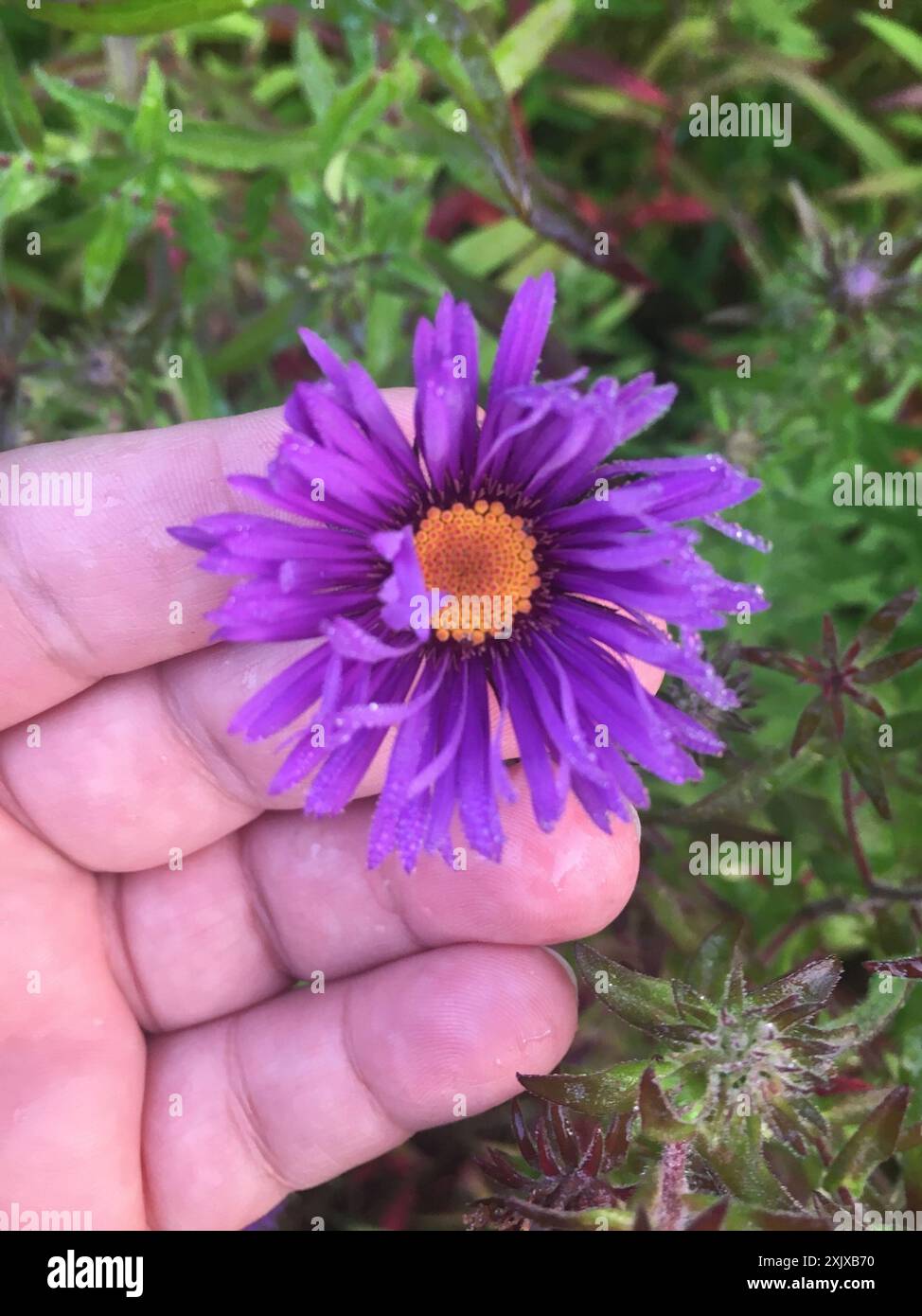New England aster (Symphyotrichum novae-angliae) Plantae Stock Photo ...