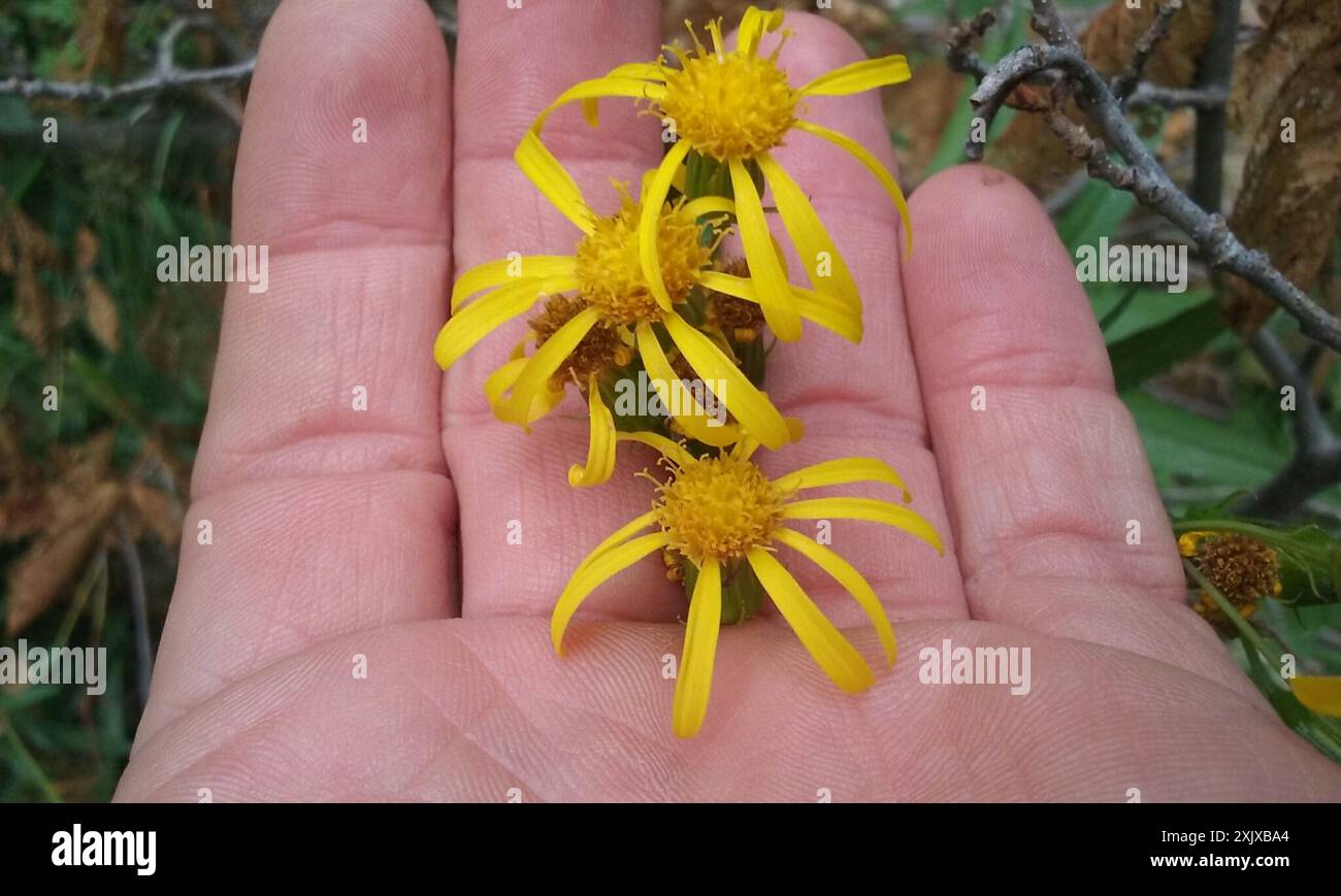 Arrowleaf Senecio (Senecio triangularis) Plantae Stock Photo - Alamy