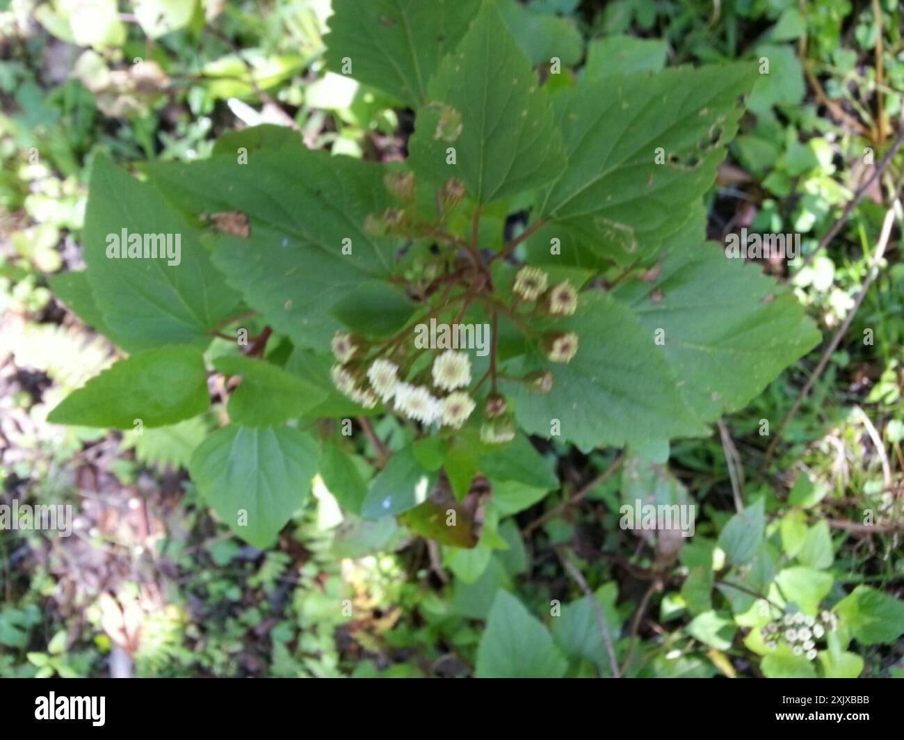 Crofton Weed (Ageratina adenophora) Plantae Stock Photo - Alamy