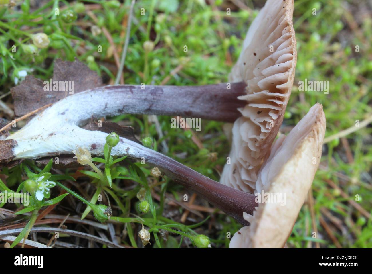 Omphalotaceae hi-res stock photography and images - Alamy