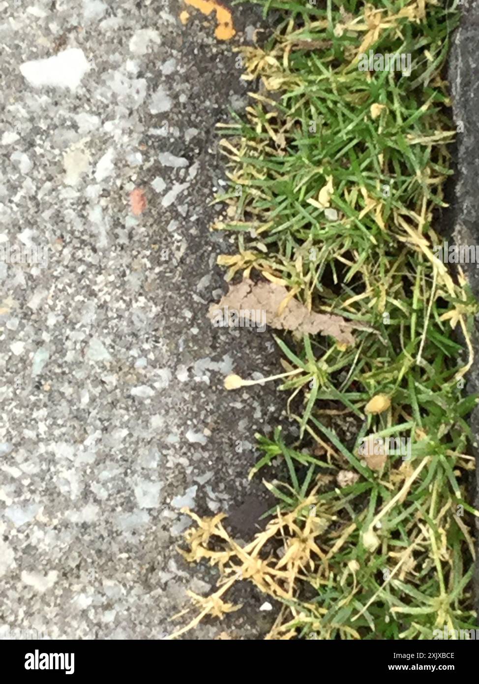 Procumbent Pearlwort (Sagina procumbens) Plantae Stock Photo - Alamy