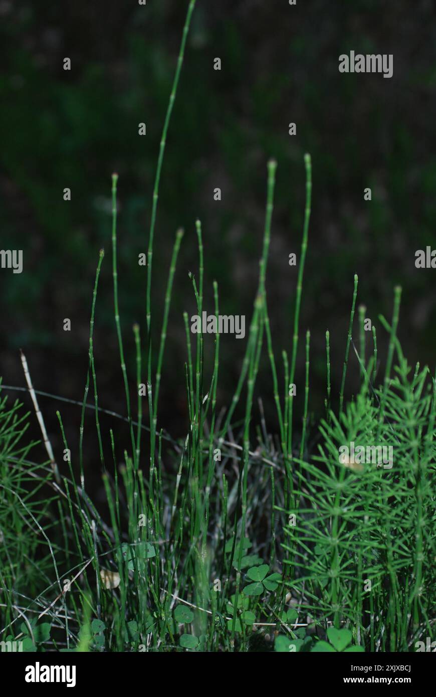 Branched Horsetail (Equisetum ramosissimum) Plantae Stock Photo - Alamy