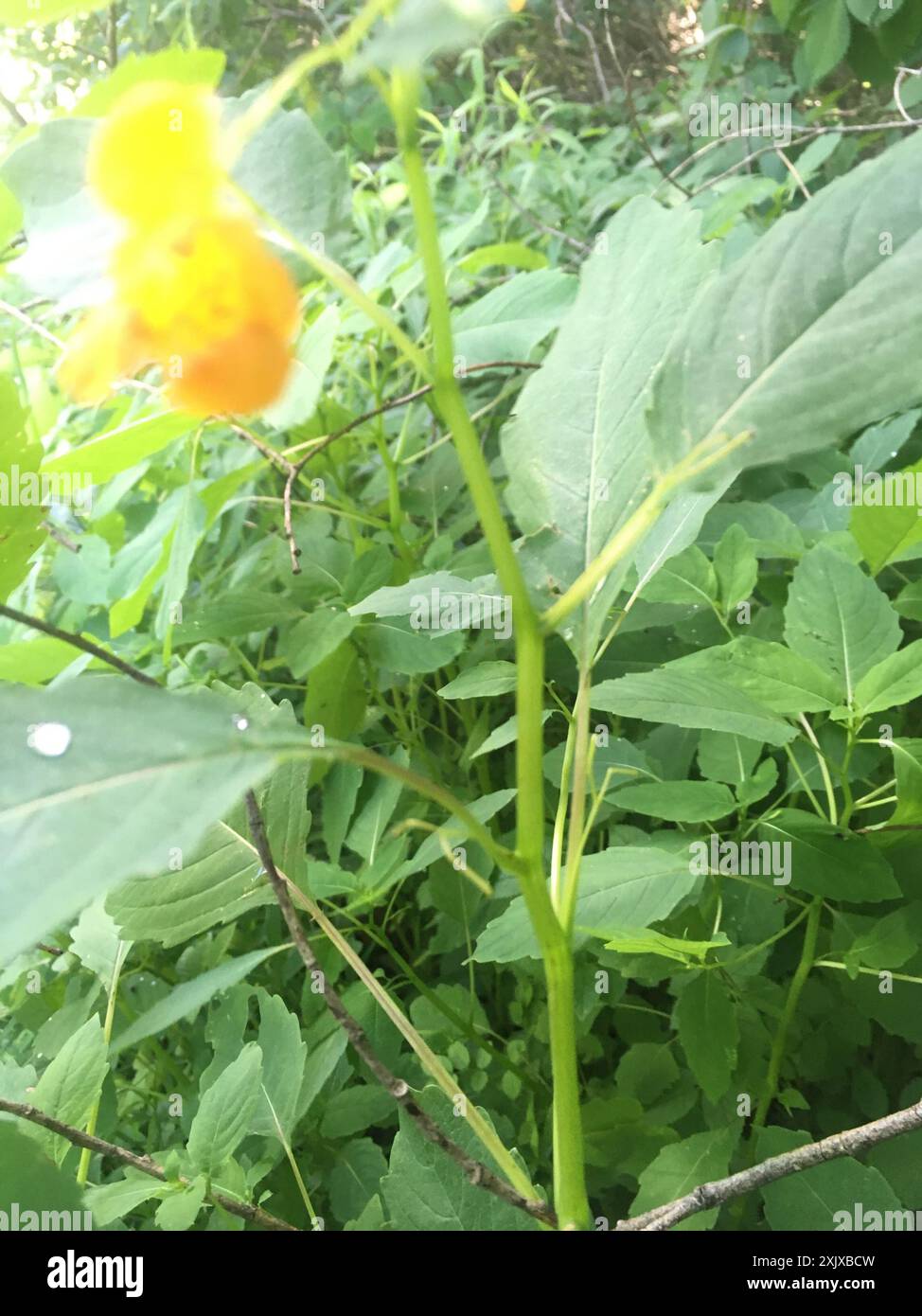 common jewelweed (Impatiens capensis) Plantae Stock Photo - Alamy