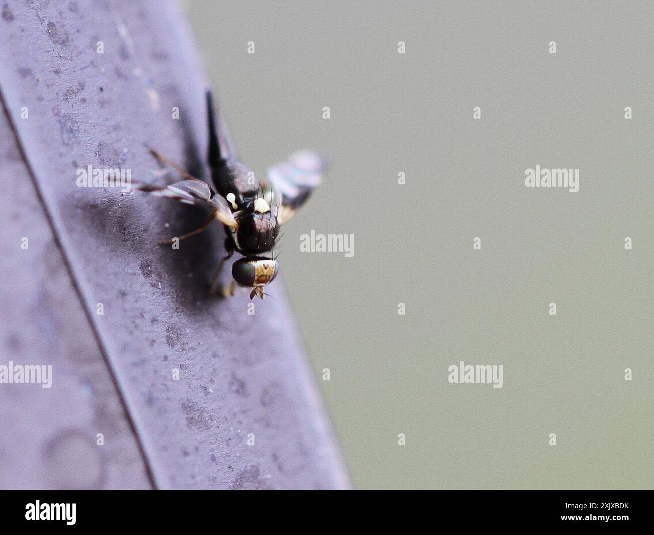 Four-barred Knapweed Gall Fly (Urophora quadrifasciata) Insecta Stock ...