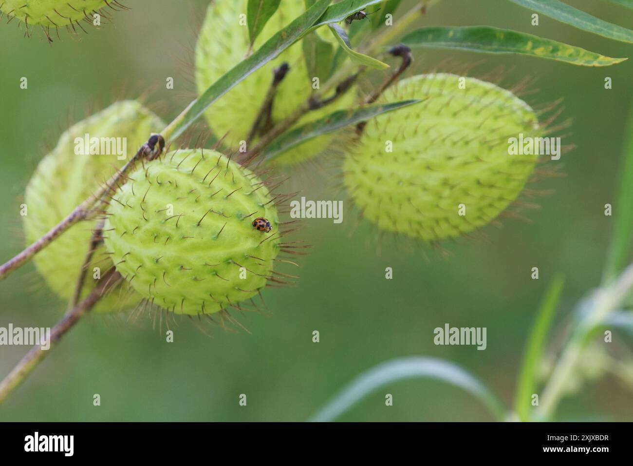 Narrow-leaf Cotton Bush (Gomphocarpus fruticosus) Plantae Stock Photo ...