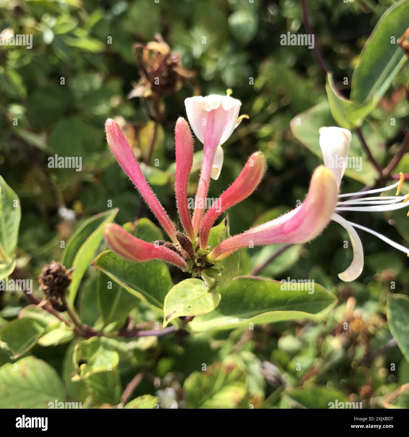 Common Honeysuckle (Lonicera periclymenum) Plantae Stock Photo - Alamy