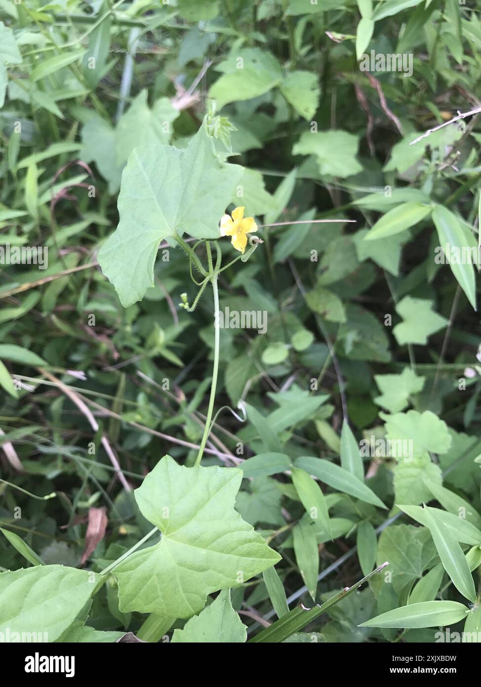 creeping cucumber (Melothria pendula) Plantae Stock Photo - Alamy