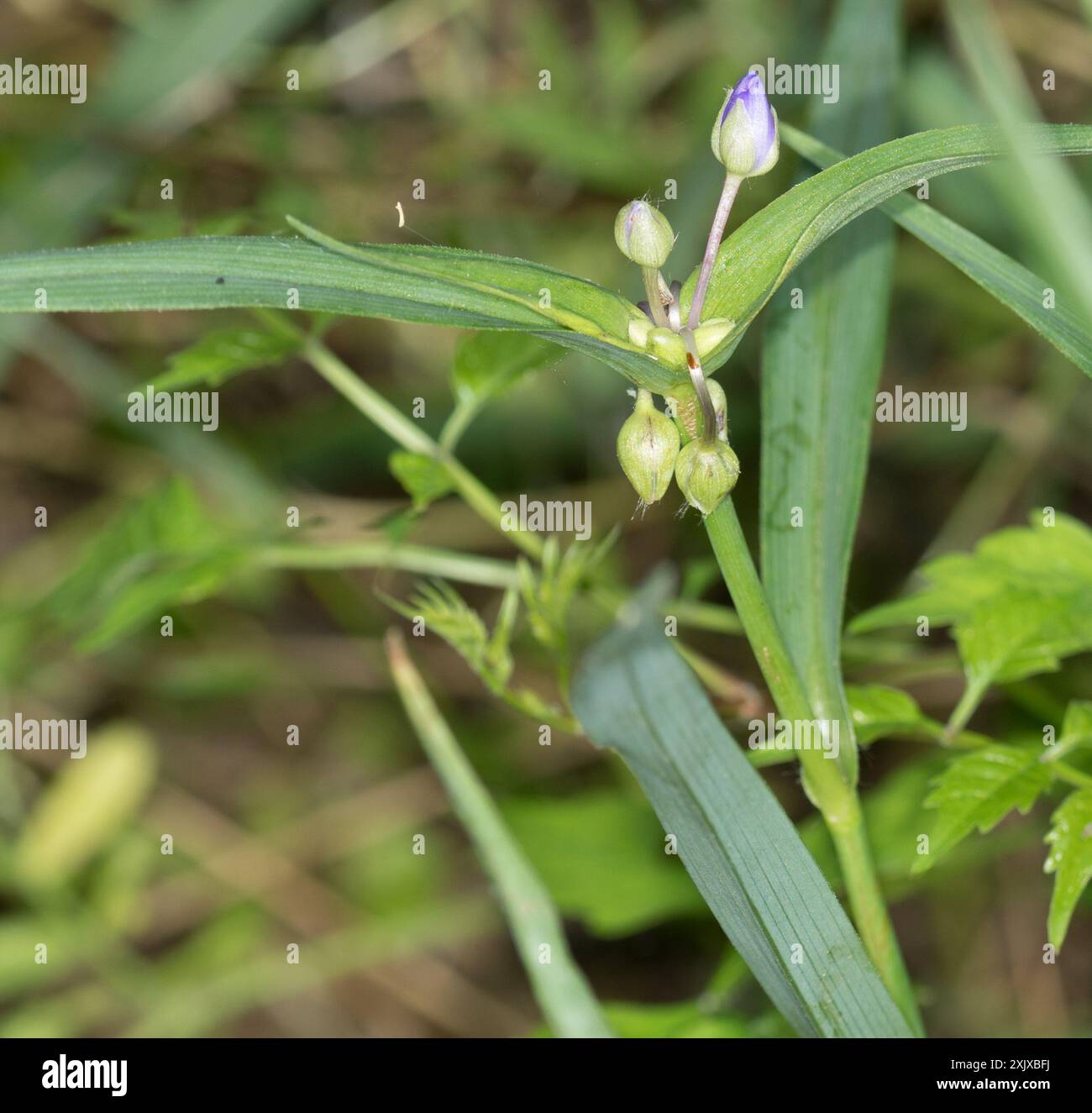 monocots (Liliopsida) Plantae Stock Photo - Alamy