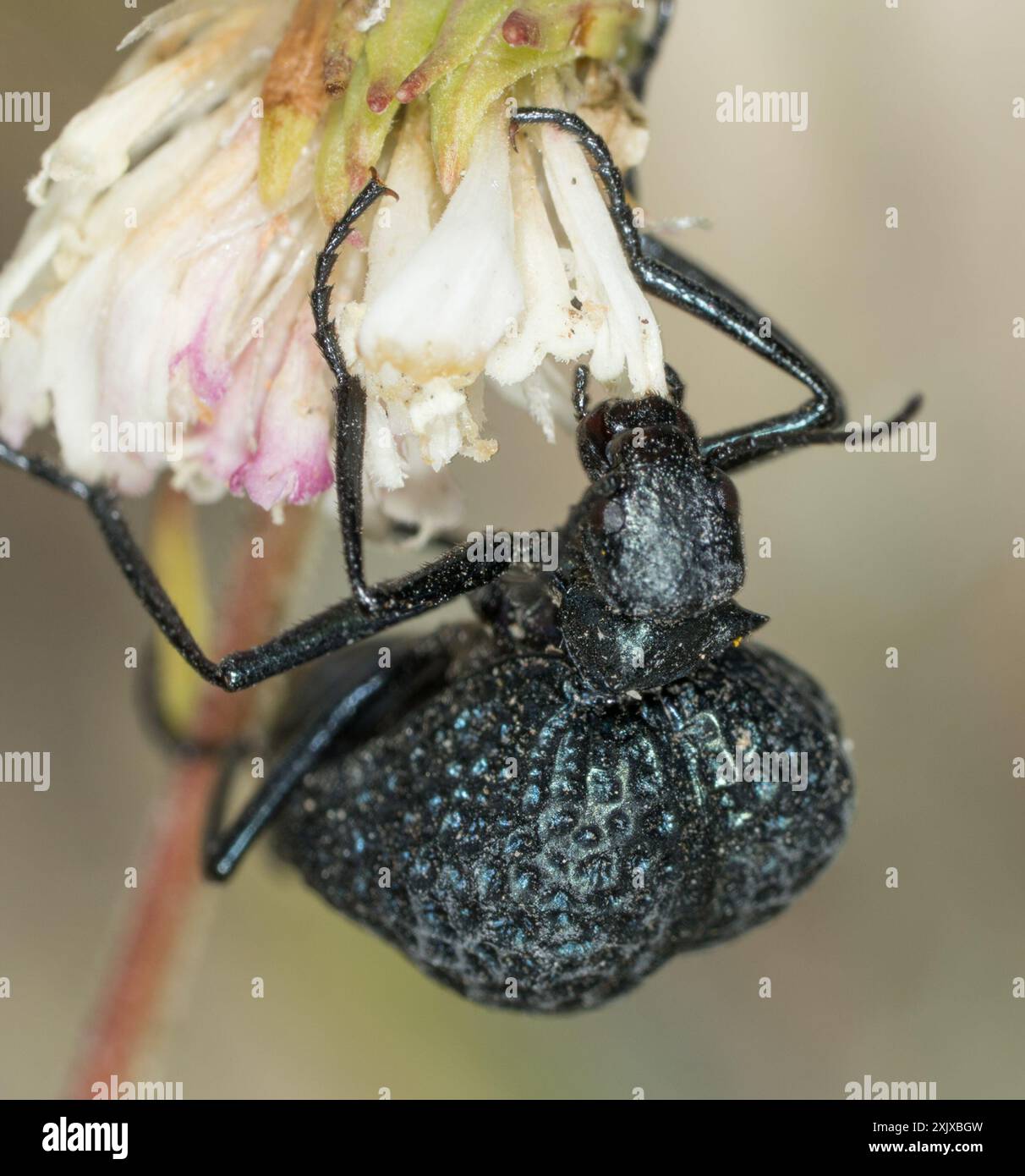 Inflated Beetle (Cysteodemus armatus) Insecta Stock Photo - Alamy