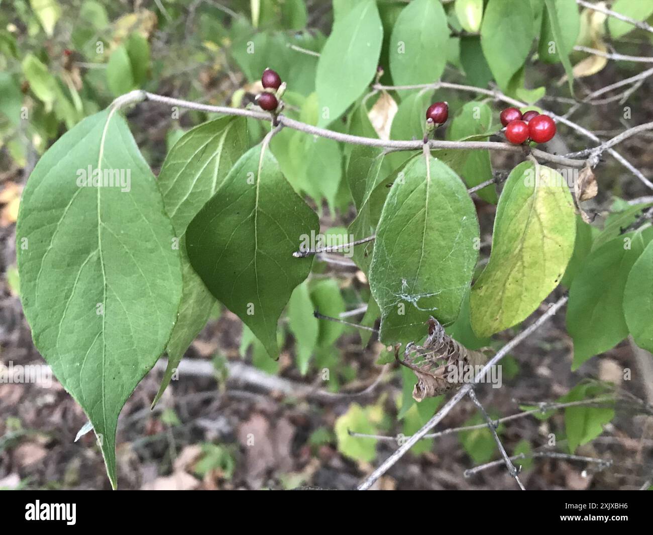 Amur honeysuckle (Lonicera maackii) Plantae Stock Photo - Alamy