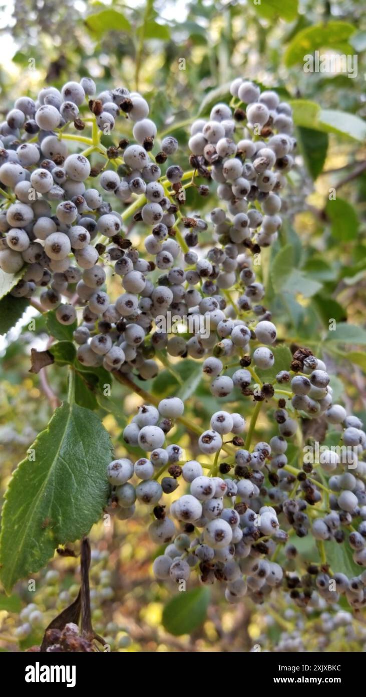 blue elder (Sambucus cerulea) Plantae Stock Photo - Alamy