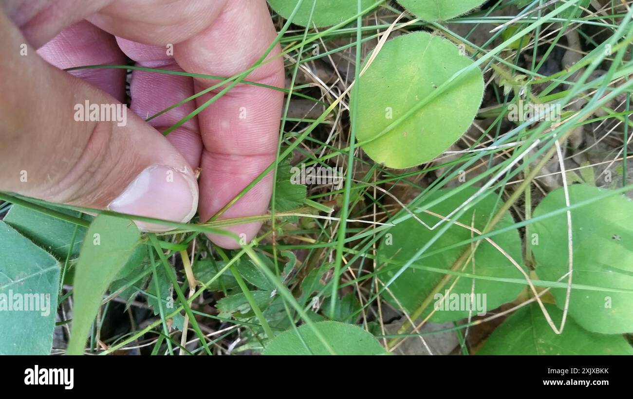 Round-leaved Trailing Tick-trefoil (Desmodium rotundifolium) Plantae ...