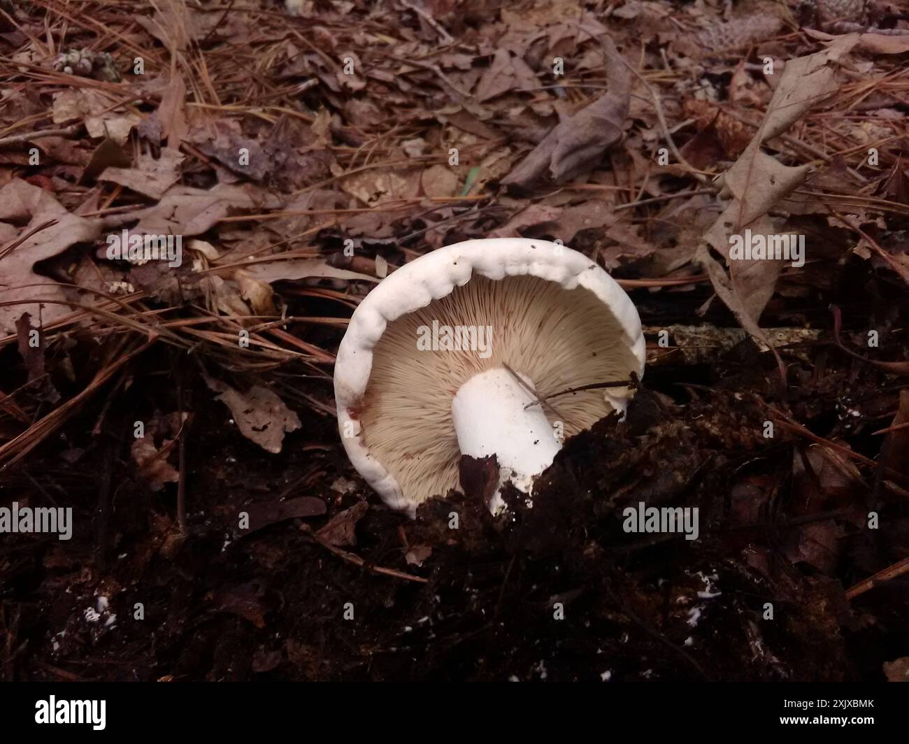 Common Milkcaps (Lactarius) Fungi Stock Photo - Alamy