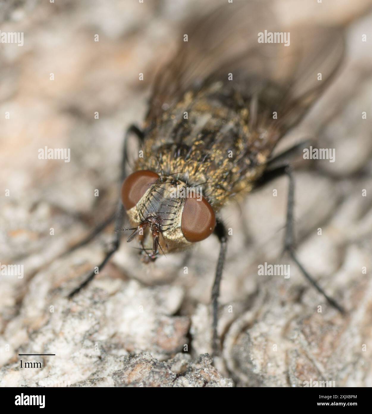 Cluster Flies (Pollenia) Insecta Stock Photo - Alamy