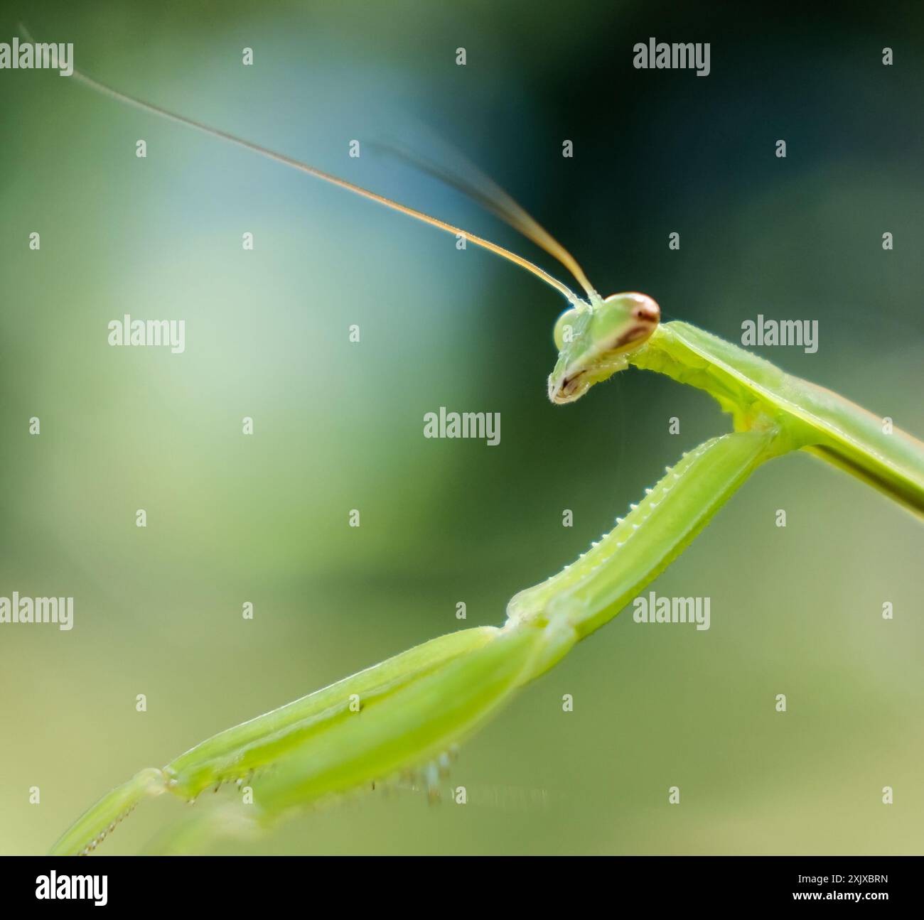 Narrow-winged Mantis (Tenodera angustipennis) Insecta Stock Photo - Alamy