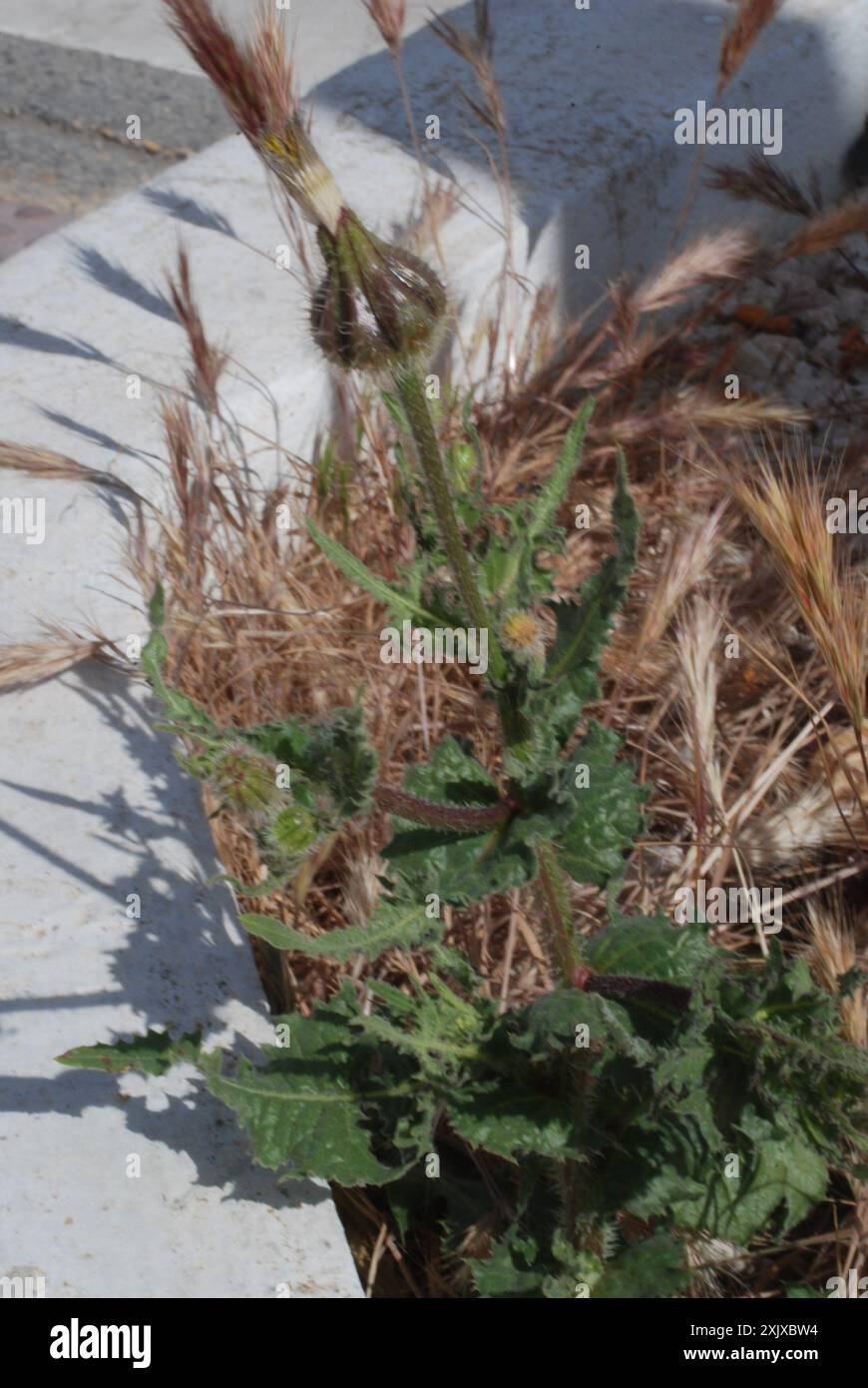 False Hawkbit (Urospermum picroides) Plantae Stock Photo - Alamy
