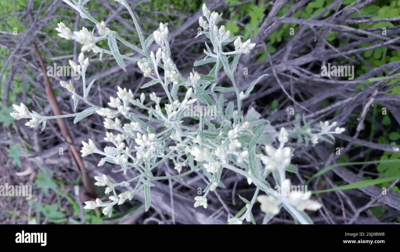 rabbit-tobaccos (Pseudognaphalium) Plantae Stock Photo - Alamy