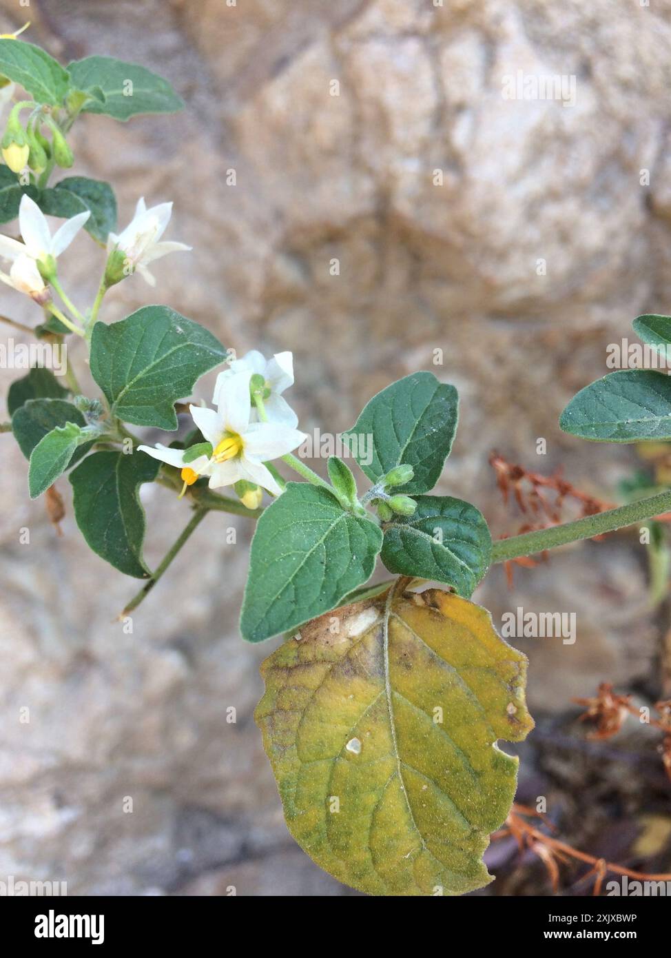 greenspot nightshade (Solanum douglasii) Plantae Stock Photo - Alamy