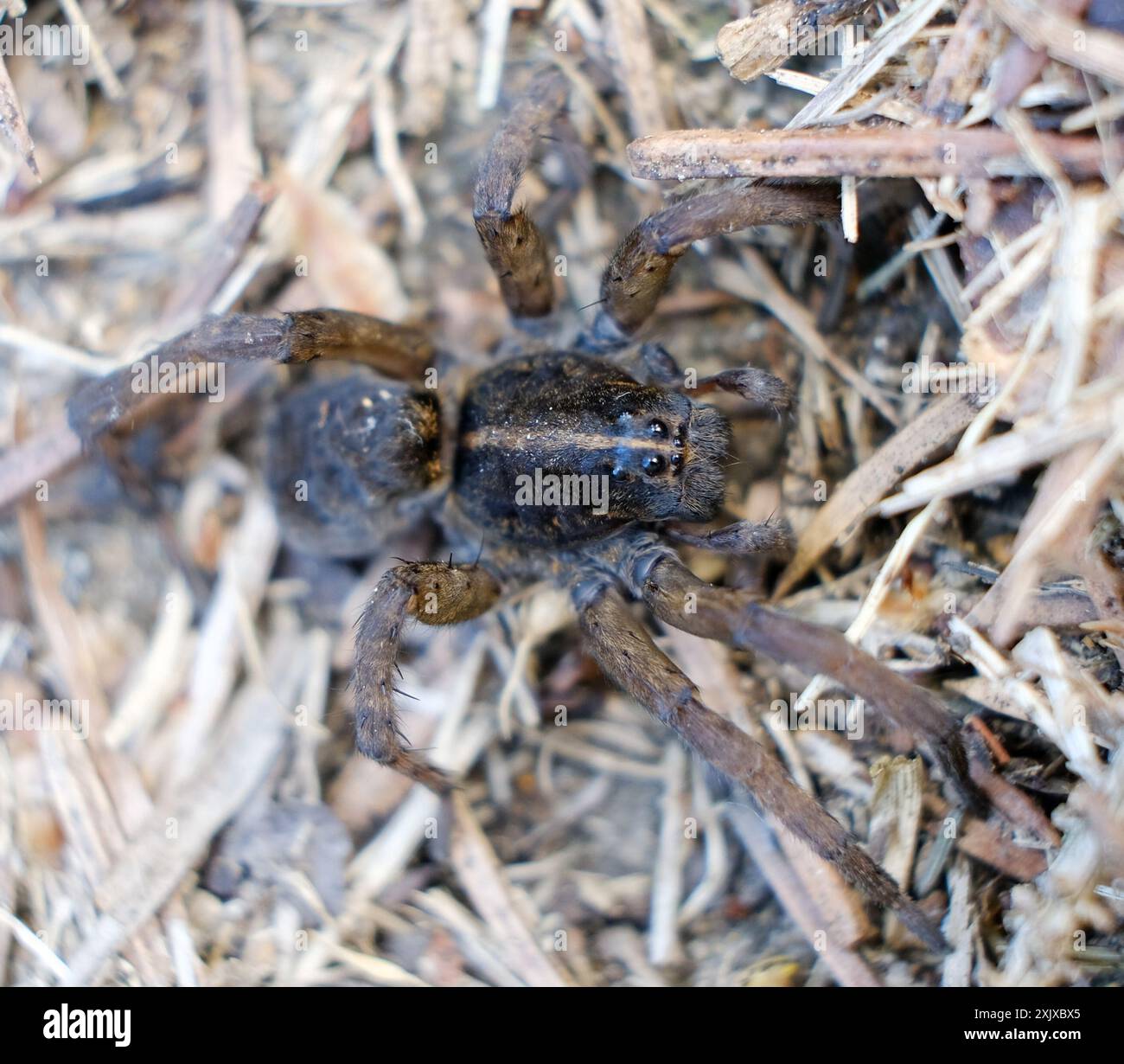 Wetland Giant Wolf Spider (Tigrosa helluo) Arachnida Stock Photo - Alamy