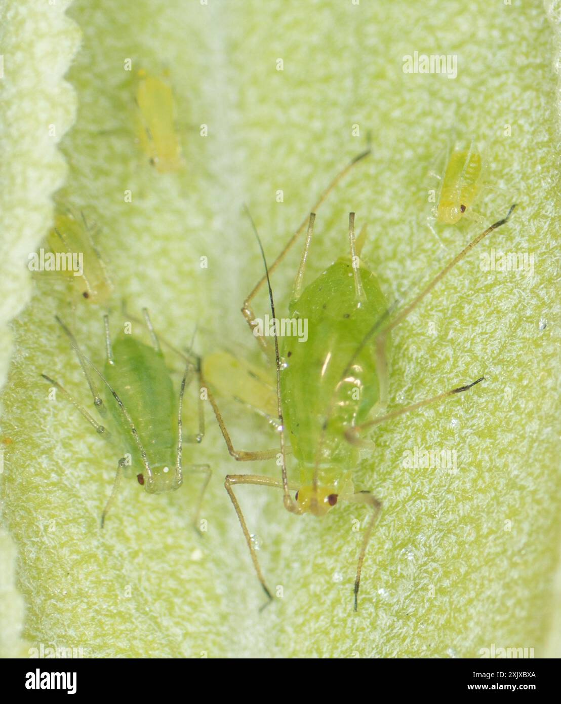 Potato Aphid (Macrosiphum euphorbiae) Insecta Stock Photo - Alamy