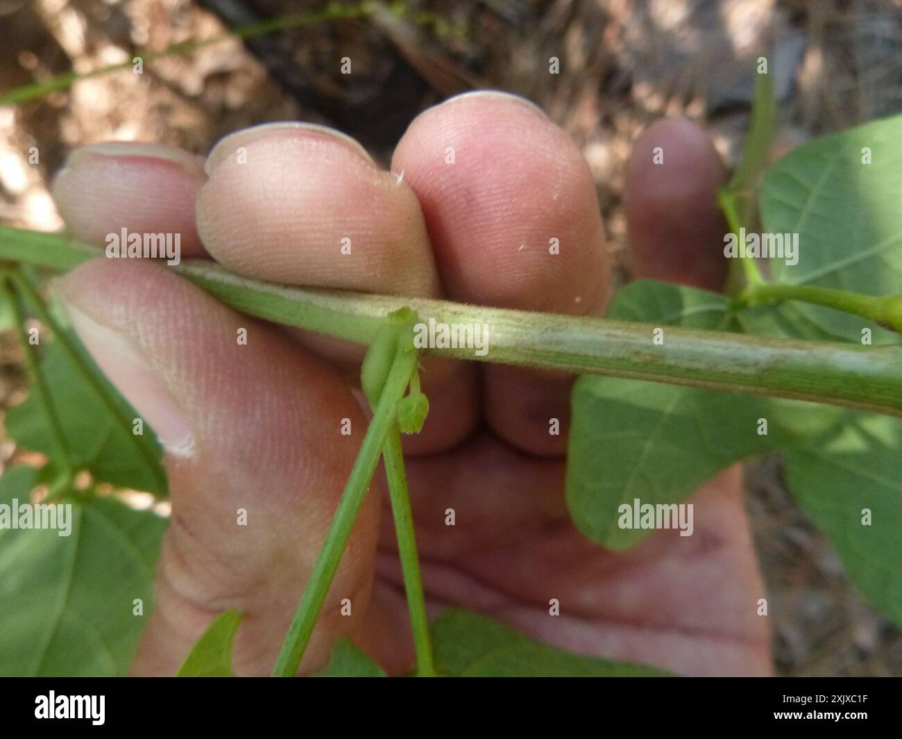 Polystachios hi-res stock photography and images - Alamy