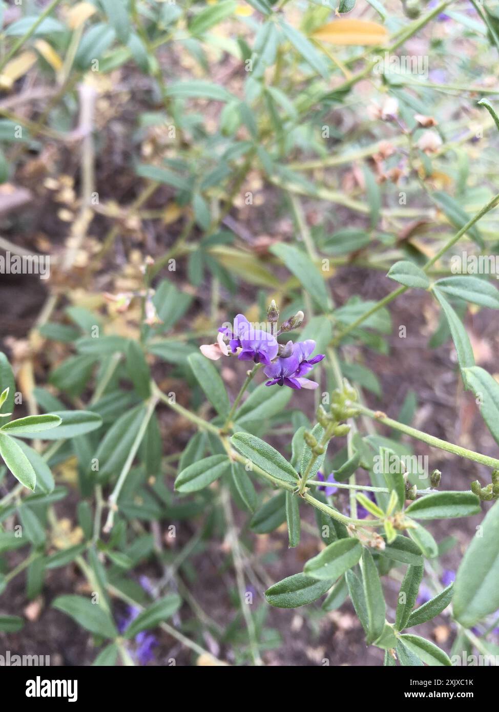 Slimflower Scurfpea (Pediomelum tenuiflorum) Plantae Stock Photo - Alamy