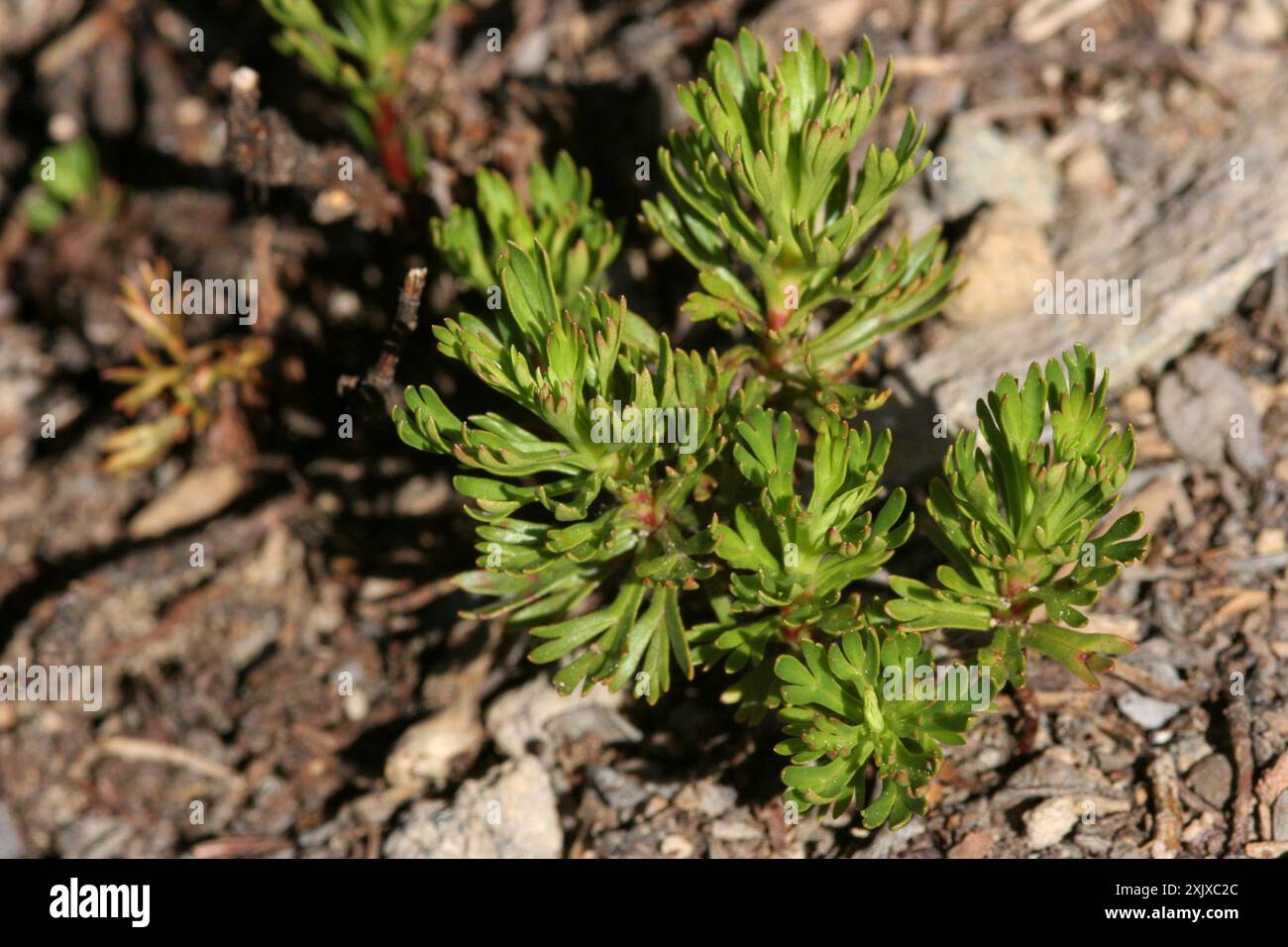Partridgefoot (Luetkea pectinata) Plantae Stock Photo - Alamy