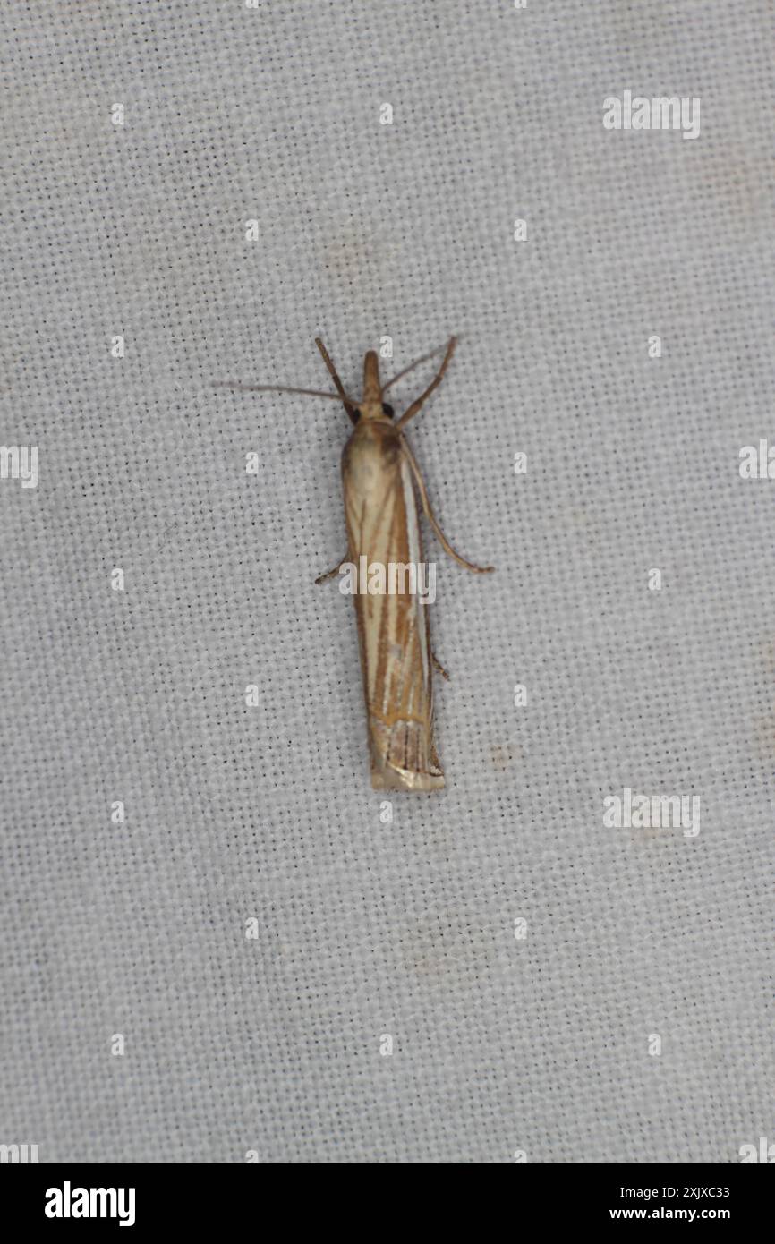 Eastern Grass-veneer (Crambus laqueatellus) Insecta Stock Photo - Alamy