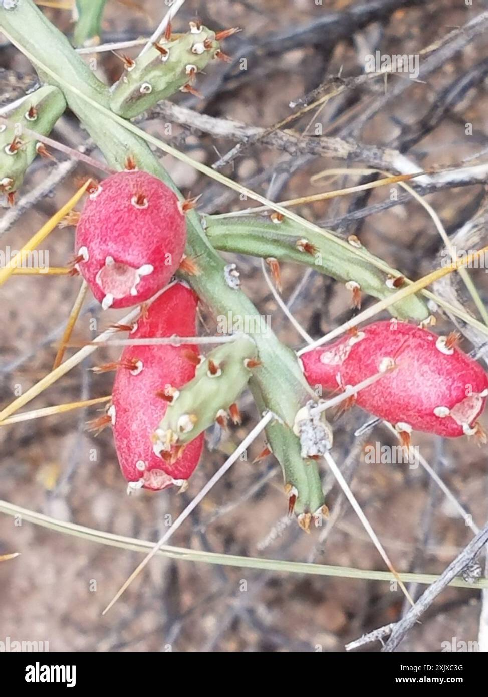 Christmas cholla (Cylindropuntia leptocaulis) Plantae Stock Photo - Alamy