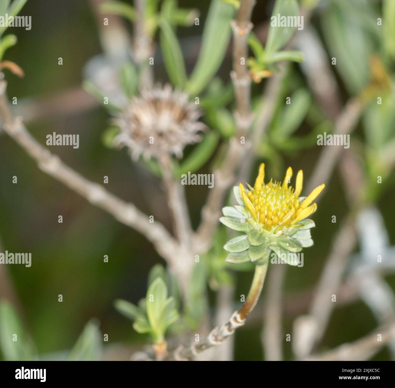 sea ox-eye (Borrichia frutescens) Plantae Stock Photo - Alamy