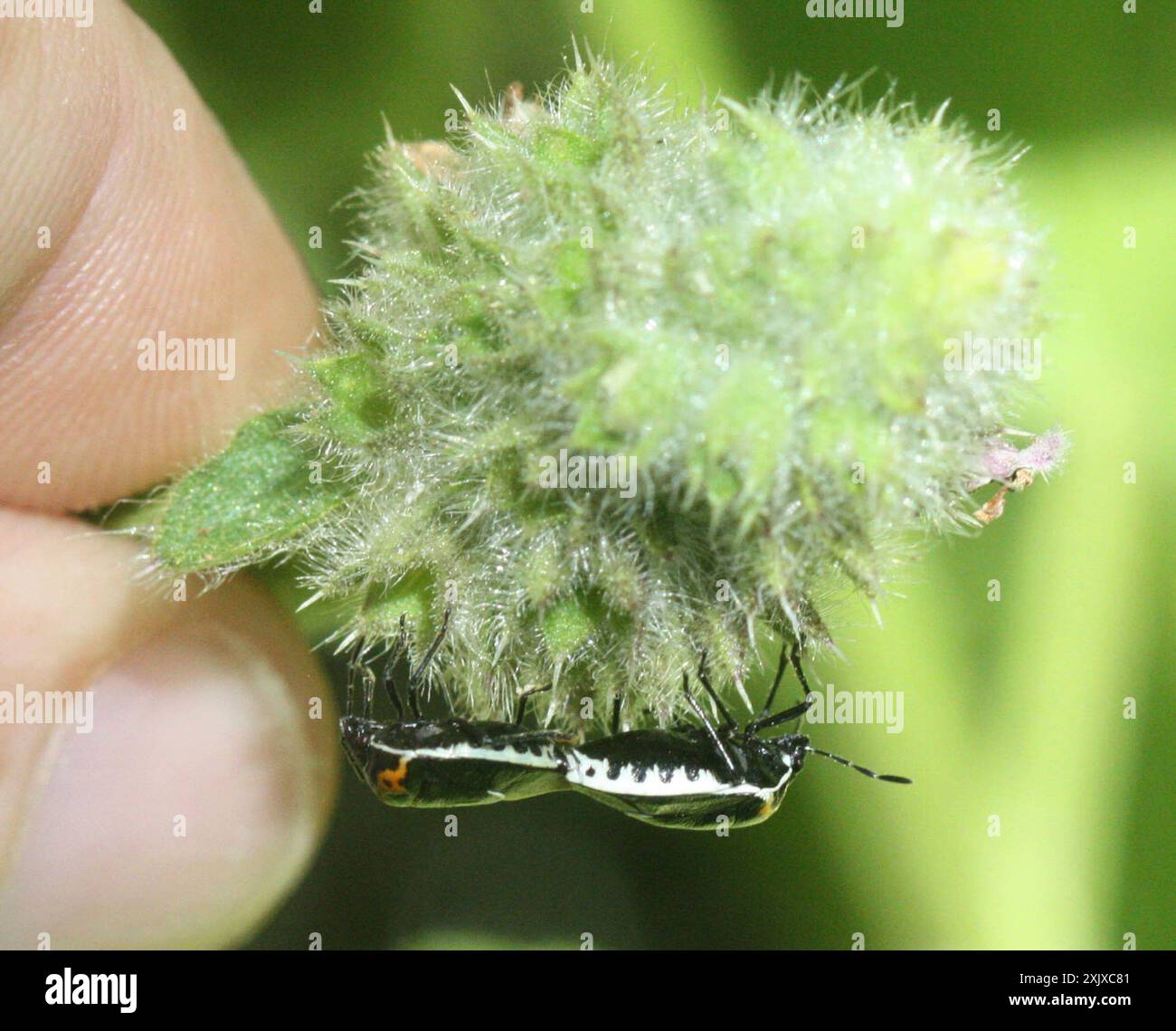 Conspicillaris hi-res stock photography and images - Alamy
