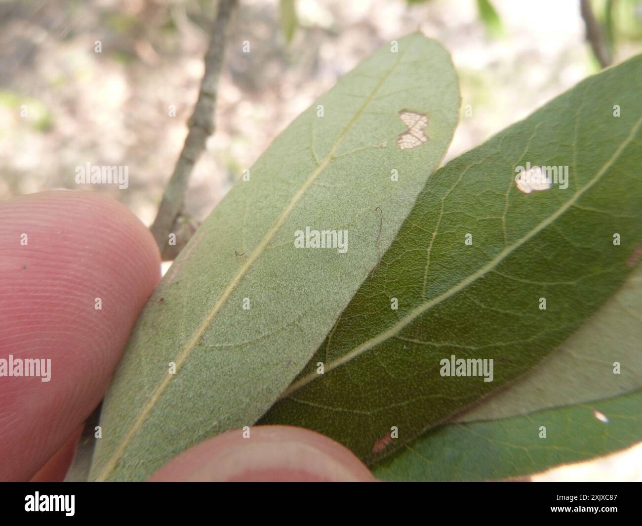 bluejack oak (Quercus incana) Plantae Stock Photo - Alamy