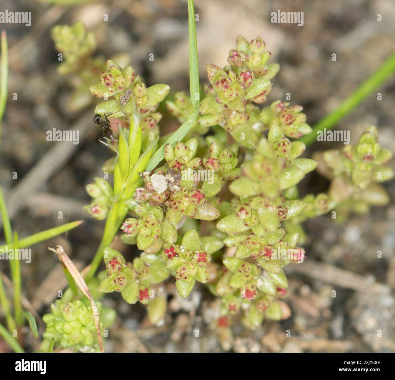 sand pygmyweed (Crassula connata) Plantae Stock Photo - Alamy