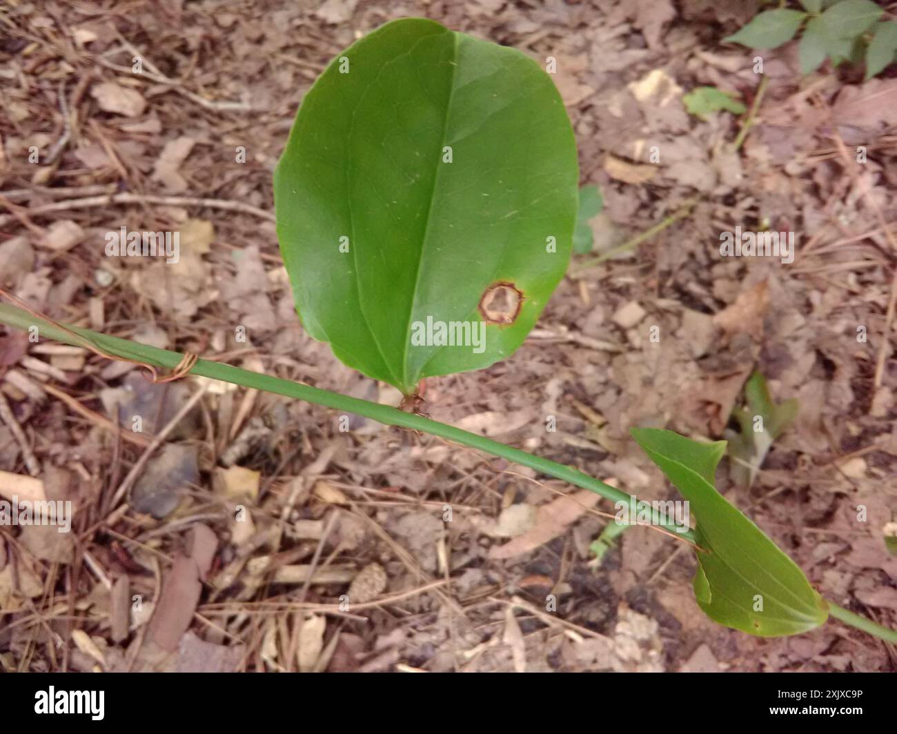 roundleaf greenbrier (Smilax rotundifolia) Plantae Stock Photo - Alamy