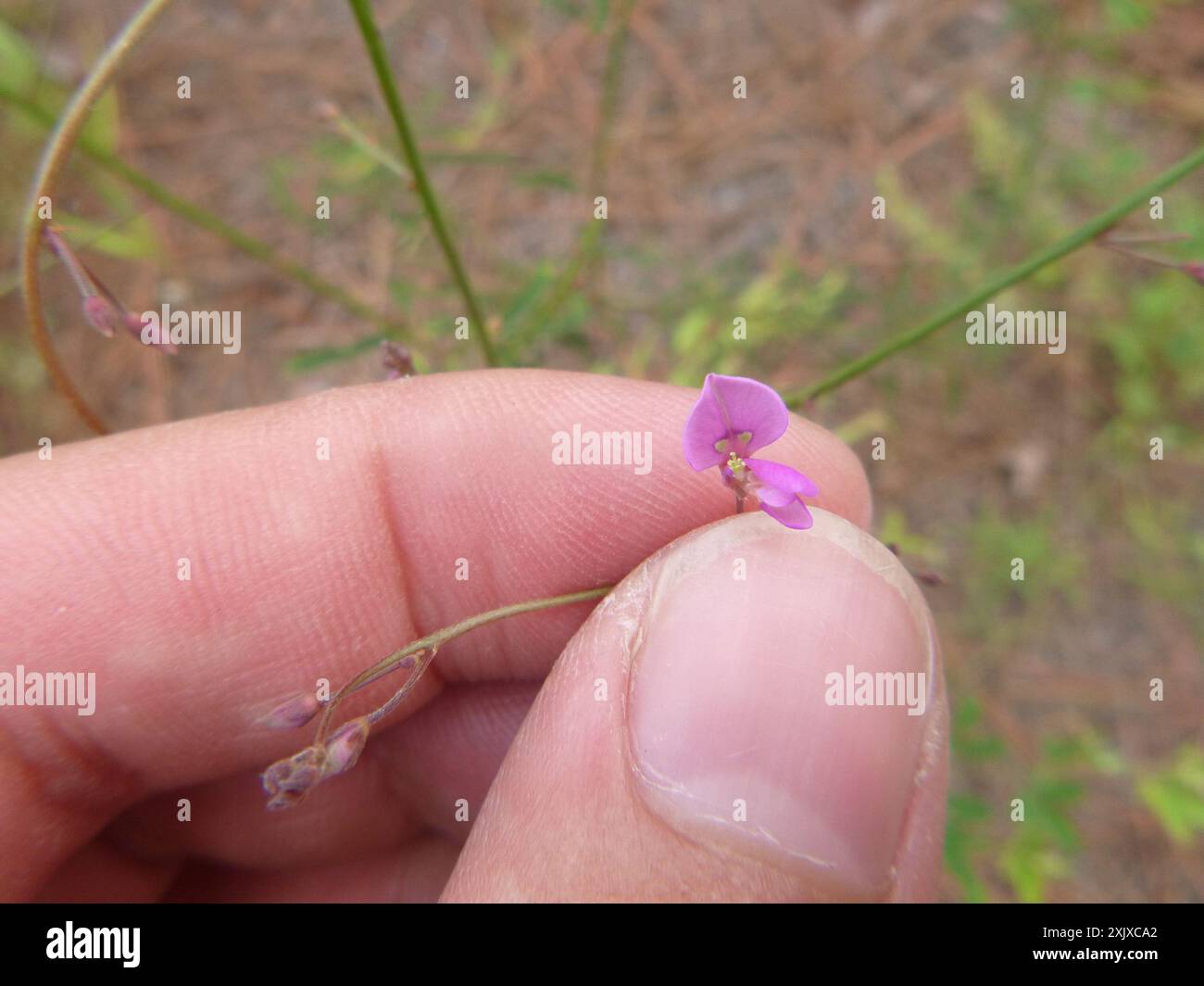 Pine Barren Ticktrefoil (Desmodium strictum) Plantae Stock Photo - Alamy
