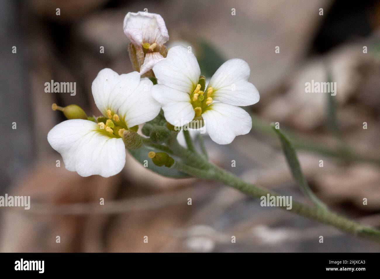 white bladderpod (Physaria purpurea) Plantae Stock Photo - Alamy